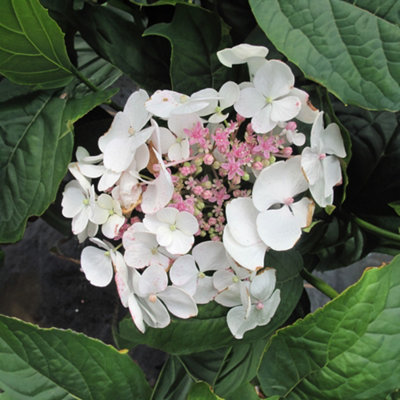 Hydrangea macrophylla Teller White Garden Plant - White Mophead Flowers ...