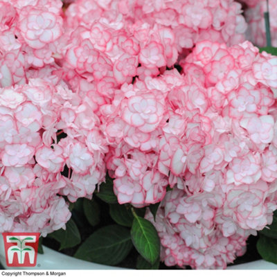 Hydrangea Miss Saori 3 Litre Potted Plant x 1