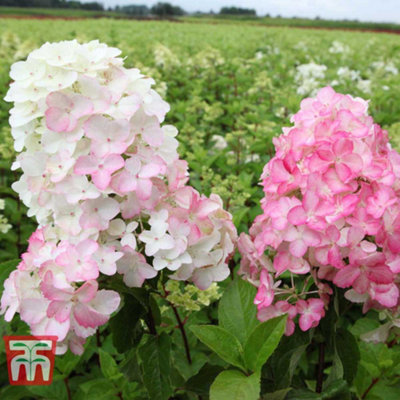 Hydrangea paniculata Fraise Melba 3.6 Litre Potted Plant x 1