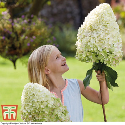 Hydrangea paniculata Hercules 9cm Pot x 1