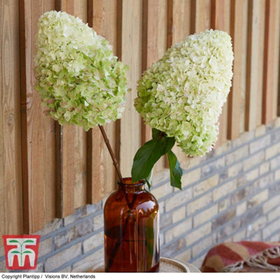 Hydrangea paniculata Hercules 9cm Pot x 1