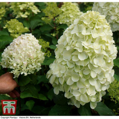 Hydrangea paniculata Hercules 9cm Pot x 2
