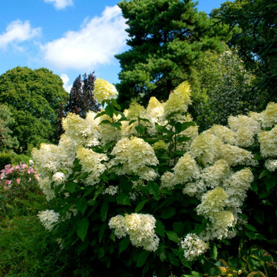 Hydrangea paniculata 'Kyushu' In 2L Pot With Stunning White Conical ...
