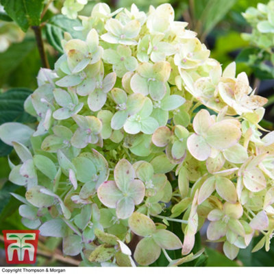Hydrangea paniculata Little Lime 3.5 Litre Potted Plant x 1