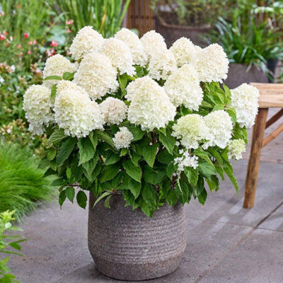 Hydrangea paniculata Living Sugar Rush 12cm Pot - Compact White Flowers ...
