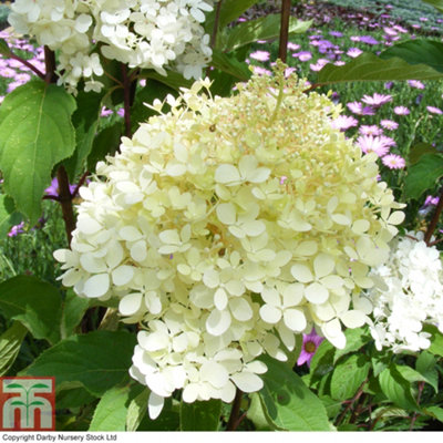 Hydrangea paniculata Phantom 3.6 Litre Potted Plant x 1