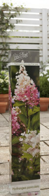 Hydrangea Paniculata Pink Lady Pot size 9 Cm Height 25 Indoor Houseplant