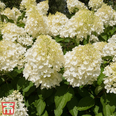 Hydrangea Paniculata Silver Dollar 9cm Potted Plant x 1