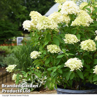 Hydrangea paniculata Skyfall 9cm Potted Plant x 1