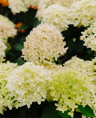 Hydrangea paniculata Skyfall - Clouds of colour - shifting summer ...
