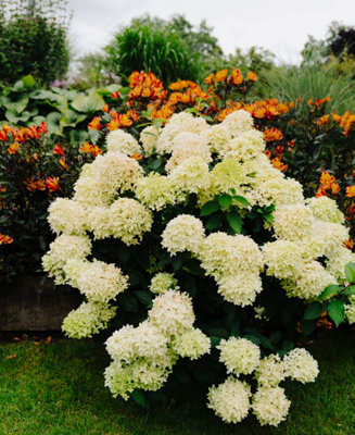 Hydrangea paniculata Skyfall - Clouds of colour - shifting summer ...