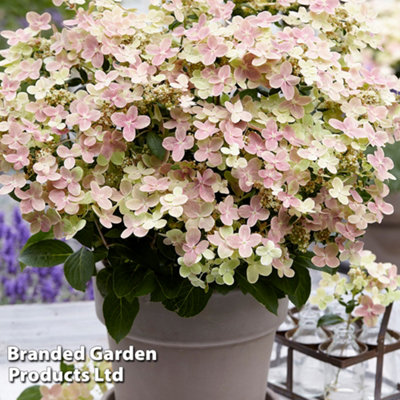 Hydrangea paniculata Switch Ophelia 3 Litre Potted Plant x 1 | DIY at B&Q