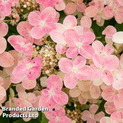 Hydrangea paniculata Switch Ophelia 3 Litre Potted Plant x 1