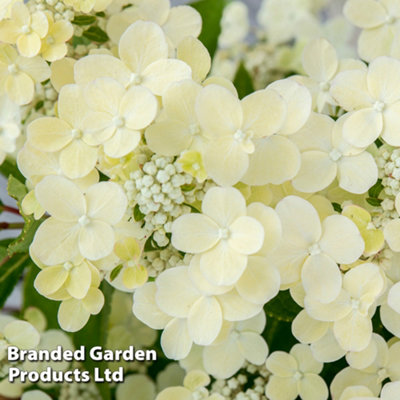 Hydrangea paniculata Switch Ophelia 3 Litre Potted Plant x 1
