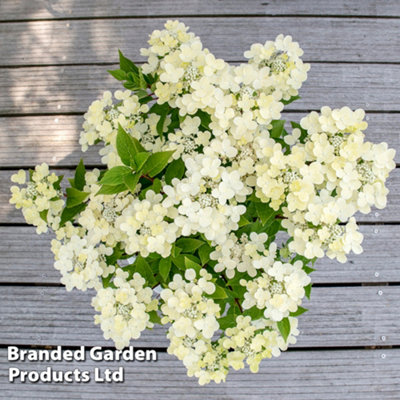 Hydrangea paniculata Switch Ophelia 3 Litre Potted Plant x 1