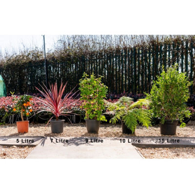 Hydrangea paniculata Tickled Pink 10 Litre Potted Plant x 1