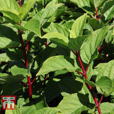 Hydrangea paniculata Wims Red 9cm Potted Plant x 1