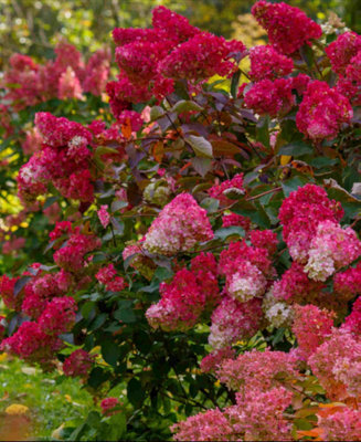 Hydrangea paniculata Wims Red - Vibrant Red Blooms 1 x 9cm pot