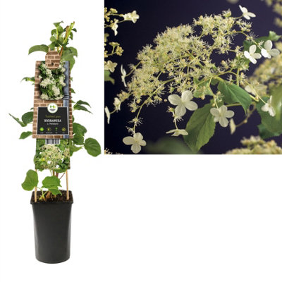 HYDRANGEA PETIOLARIS, 17CM POT SIZE, 75CM TALL, CLIMBING HYDRANGEA ...