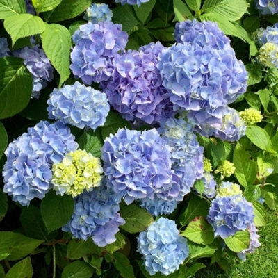 Hydrangea Plant - Colourant 100g Sachet x 1