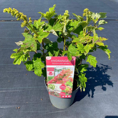 Hydrangea que. Ruby Slippers 3 Litre Potted Plant x 1