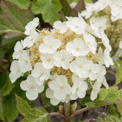 Hydrangea que. Ruby Slippers 3 Litre Potted Plant x 1