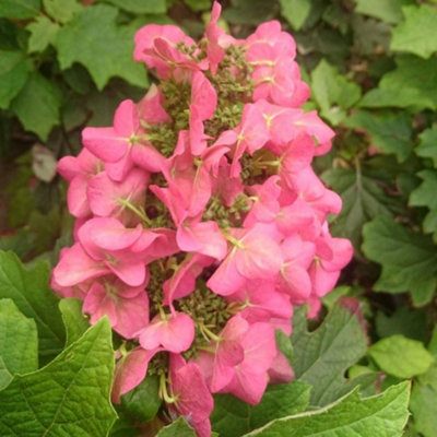 Hydrangea que. Ruby Slippers 3 Litre Potted Plant x 1