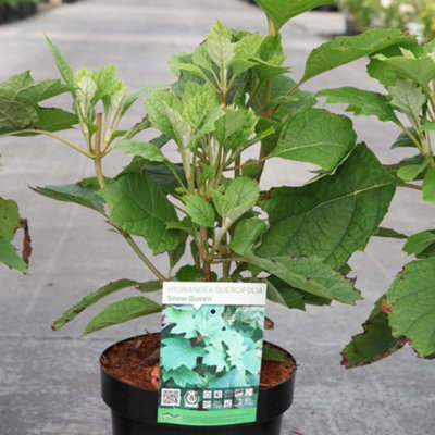Hydrangea Quercifolia Snow Queen 3.6 Litre Potted Plant x 2