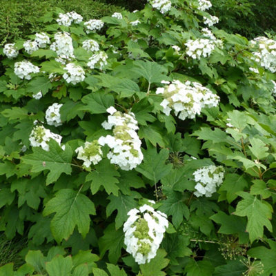 Hydrangea Quercifolia Snow Queen 3.6 Litre Potted Plant x 2
