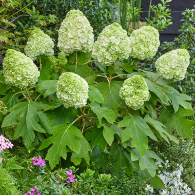 Hydrangea quercifolia Tara Established Plant in 3L Pot, Ready to Plant