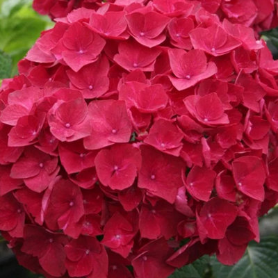 Hydrangea 'Red Reggae': Lively Red Blooms, Garden Vibrance (50-70cm, 5L ...
