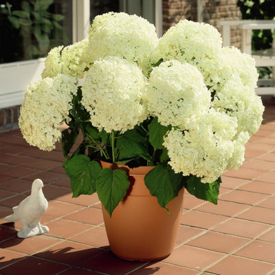 Hydrangea Ruby Annabelle Proven Winners 3 Litre Potted Plant x 1