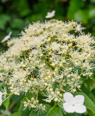 Hydrangea Seemanii - Climbing, evergreen Hydrangea 1 x 8cm pot