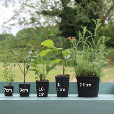 Hydrangea Seemanii - Climbing, evergreen Hydrangea 1 x 8cm pot