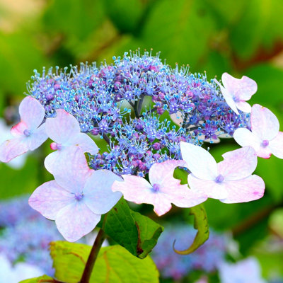 Hydrangea Serrata 'Blue Deckle' In 2L Pot, Gorgeous Long Blooming Flowers