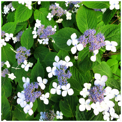 Hydrangea serrata 'Bluebird' In 2L Pot With Stunning, Blue Frowers ...