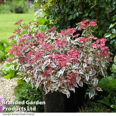 Hydrangea serrata Euphoria Pink 3 Litre Potted Plant x 1