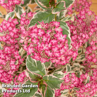Hydrangea serrata Euphoria Pink 3 Litre Potted Plant x 1