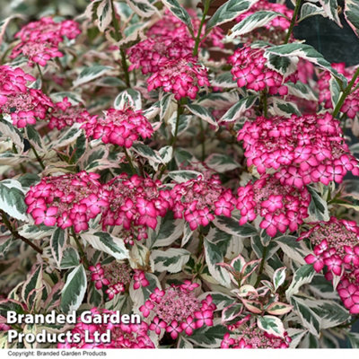 Hydrangea serrata Euphoria Pink 3 Litre Potted Plant x 1