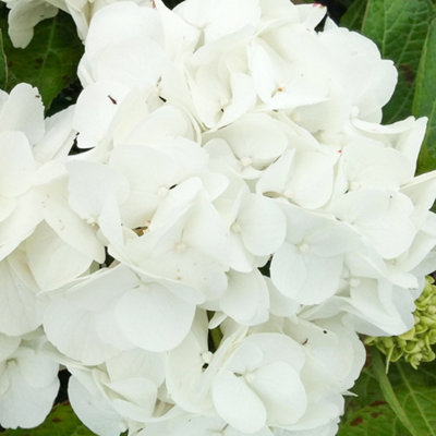 Hydrangea Shakira Garden Shrub - Elegant White Blooms (15-30cm Height Including Pot) | DIY at B&Q
