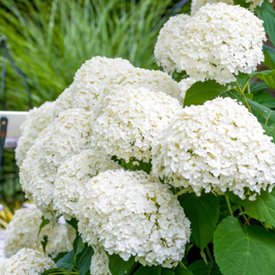 Hydrangea Strong Annabelle - Hardy White Hydrangea Outdoor Garden Plant ...