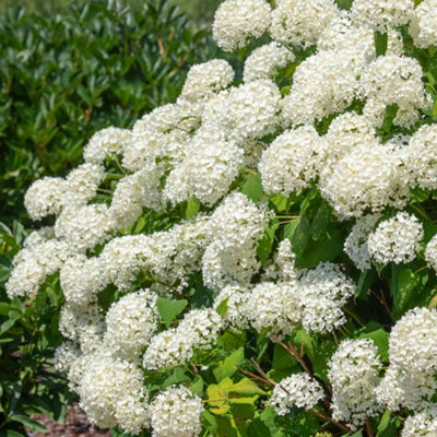 Hydrangea Strong Annabelle - Hardy White Hydrangea Outdoor Garden Plant ...