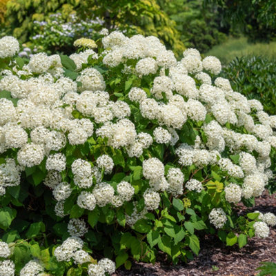 Hydrangea Strong Annabelle - Hardy White Hydrangea Outdoor Garden Plant ...