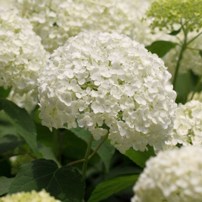 Hydrangea Strong Annabelle - Hardy White Hydrangea Outdoor Garden Plant ...
