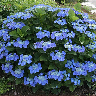 Hydrangea Teller Blue Garden Plant - Blue Mophead Flowers, Compact Size ...