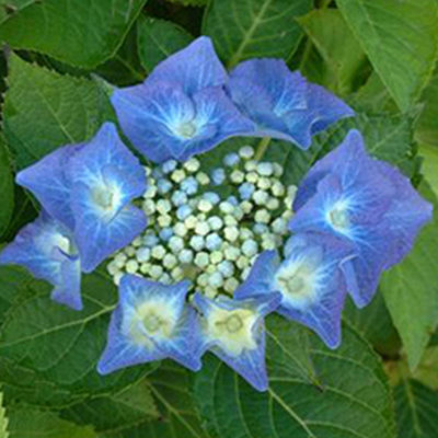 Hydrangea Teller Blue Garden Plant - Blue Mophead Flowers, Compact Size ...