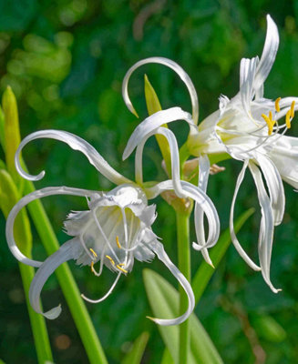 Hymenocallis Festalis - 6 Summer Flowering Bulbs