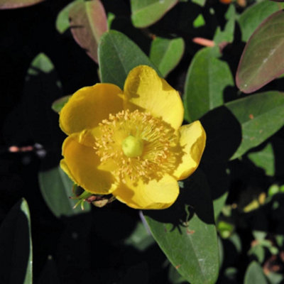 Hypericum Dummeri Peter Dummer 3.6 Litre Potted Plant x 1 | DIY at B&Q