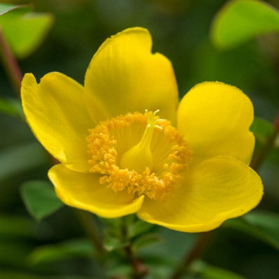 Hypericum Hidcote 3 Litre Potted Plant x 2