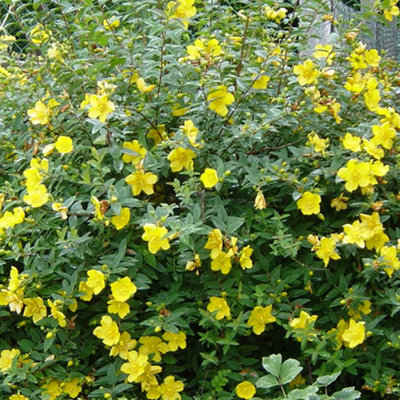 Hypericum Hidcote